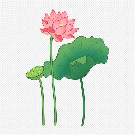 로터스 Png 일러스트 무료 다운로드 Lovepik