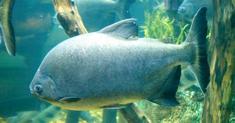 Pacu Amnh