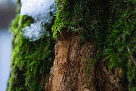 이끼가 자라는 나무 그루터기 사진 Unsplash의 무료 벽지 2022 이미지