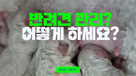 강아지 관리 하는건 엄마 마음이지요~ 비숑프리제 아기 Youtube