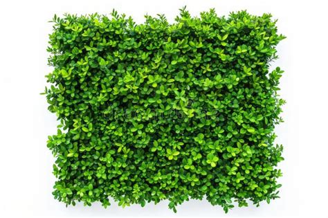 Tropical Shrub Bush Fence Tree Isolated Plant With Clipping Path