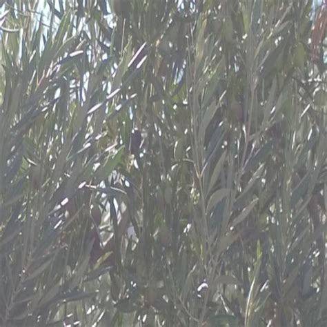 Olive Object Detection Dataset By Asssignment