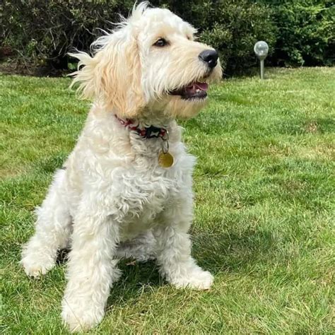 What Is A F3 Cockapoo