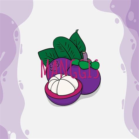 Modèle De Dessin Animé De Mangoustan Avec Du Texte Manggis Qui Signifie