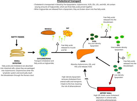 Cholesterol Triglyceride Hdl Ldl A Pictures Of Hole 2018