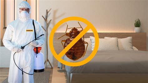 Comparatif Des Traitements Anti Punaises De Lit