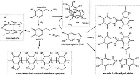 Figure 1 From Polydopamine Surface Chemistry A Decade Of Discovery Semantic Scholar