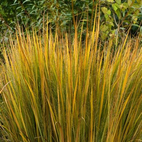 Buy Online Northwind Switch Grass For Your Home And Garden Maya Gardens Inc