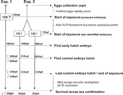 Embryotoxicity Experimental Temporal Trends Exp 1 Unknown Sex Download Scientific Diagram