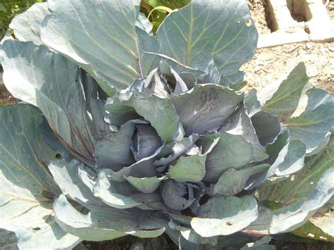My Mutant Cabbage Its Trying To Grow Five Heads At Once Rgardening