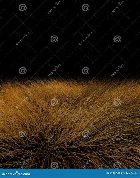 Beautiful Savannah Grass Stock Illustration Illustration Of Close