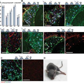 RE Deletion Causes A Differential Loss Of TrkC Runx3 Neurons At E15 5 Download Scientific