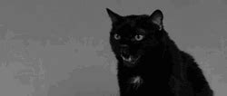 Angry Cat S Download And Share