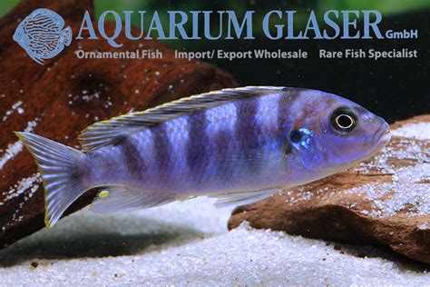Purple African Cichlid Fish
