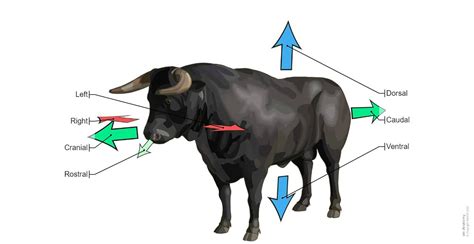 Bovine Skeleton Diagram