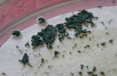 The Cellulolytic Capacity Of Trichoderma Viride Evidenced By Growth On Download Scientific