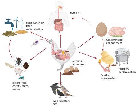 Identifying Salmonella Bacteria