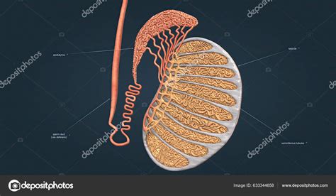 Testicle Epididymis Cross Section Illustration — 스톡 사진 © Soundpic 633344658