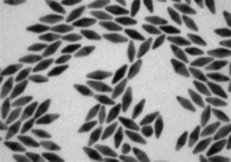 Special Shape Particles At Best Price In Bengaluru Karnataka