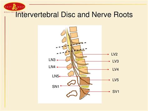 Ppt Pathology And Tcm Treatment Of The Herniated Lumbar Disc Powerpoint Presentation Id 262495
