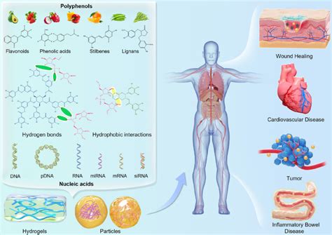 Schematic Illustration Of The Molecular Interactions Of Dietary