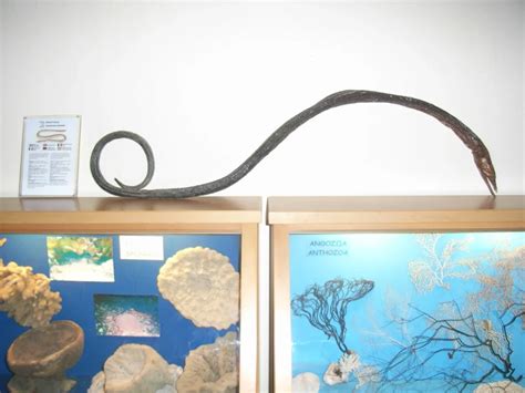 Serpent Eel Facts Diet Habitat And Pictures On Animaliabio