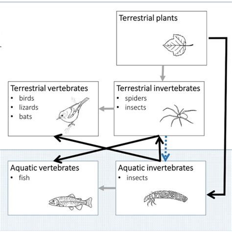 Qualitative Model Of The Cross Boundary Resource Fluxes That Link Download Scientific Diagram