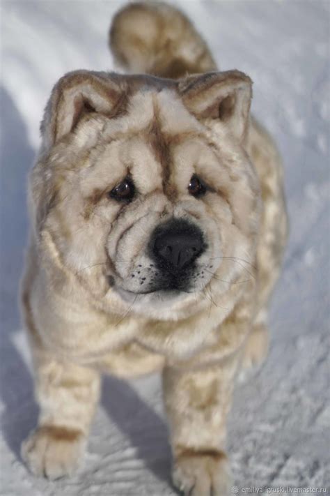 Чау Чау Смуф Собака в стиле натюр в интернет магазине на Ярмарке Мастеров Мягкие игрушки