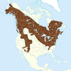 American Red Squirrel Wikipedia