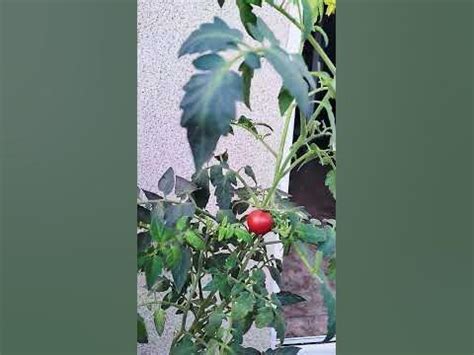 #Балконный помидор - YouTube