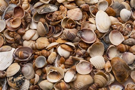 Sea Shells Marine Mollusk Shell Marine Background Texture Of The
