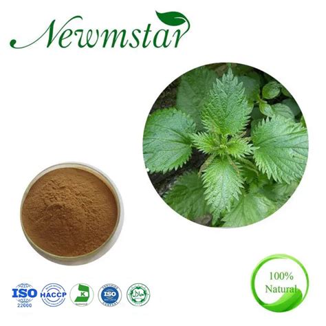 Wholesale Nettle Extract 100 Natural High Quality Stinging Nettle Root Extract With Free Sample