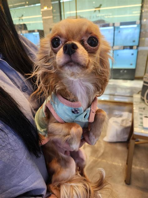 장모치와와 루나 말티즈크기 말티푸크기 푸들크기 먼치킨크기 랙돌크기 브리티쉬숏헤어크기 스코티쉬폴드크기 러시안블루크기 강아지크기 고양이크기 유기견임시보호 유기묘임시보호 강아지