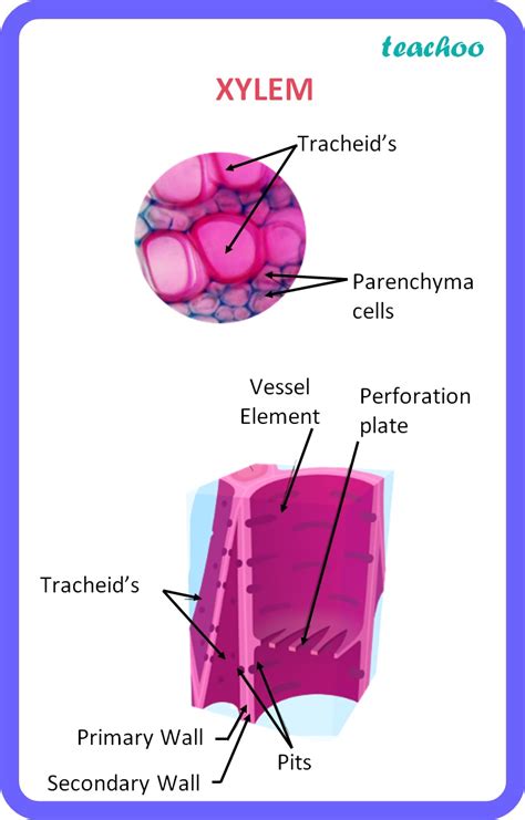 Transporation In Plants Class 10 Biology Notess Teachoo