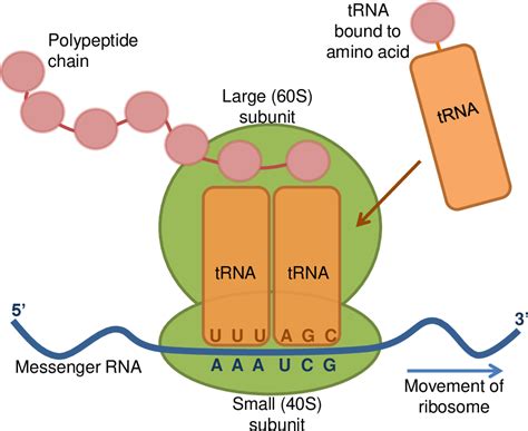 Figure 1 2 From Computational Discovery And Analysis Of Rdna Sequence