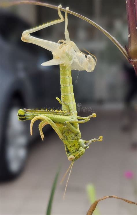 Grasshopper A Caelifera Hanging Upside Down To Get Out Of Its