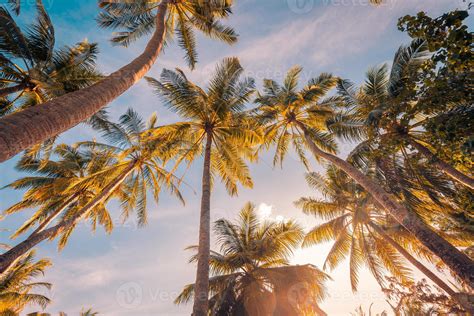 Tropical Palm Trees For Landscaping