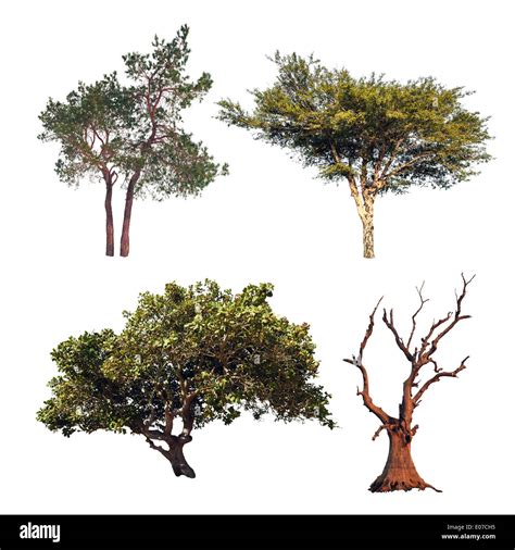 Tree Collection Four Different Trees Isolated On White Background