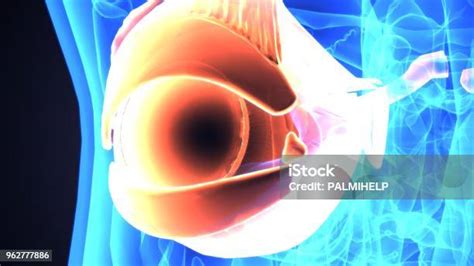 Ilustración 3d De La Anatomía Del Ojo Humano Foto De Stock Y Más Banco De Imágenes De Anatomía