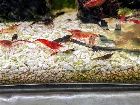 New Phone Testing Macro Rshrimptank