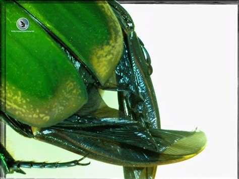 This Is A June Bug Captured Using Extended Depth Of Focus Under A