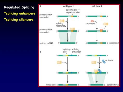 Ppt Splicing Powerpoint Presentation Free Download Id3101137