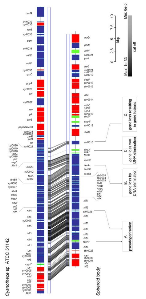 Gene Content In And Downstream Of The Nif Gene Region Of Cyanothece