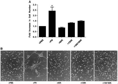 Effect Of Fibronectin Fragments On Cell Proliferation And Tissue Body Download Scientific