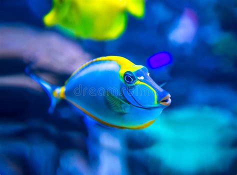 Peixes Coloridos No Aquário Imagem De Stock Imagem De Clima Fundos