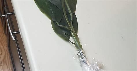My Mother Mailed Me A Gros Michel Banana Plant And I Have No Idea What