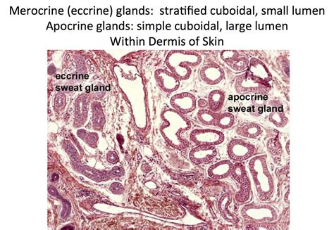 True Apocrine Glands What Is Apocrine Gland Sfostsee