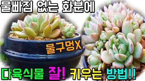 물구멍 없는 화분에 다육식물 10년동안 죽이지 않고 키웠습니다 비법이 뭘까요 Youtube