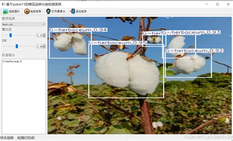 基于yolov11的棉花品种分类检测系统python源码pytorch模型评估指标曲线精美gui界面yolov11 分类预训练模型