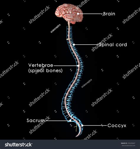 Real Human Brain And Spinal Cord